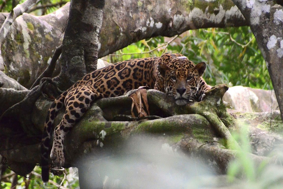 O mundo desconhecido das Savanas Amazônicas - Portal Amazônia