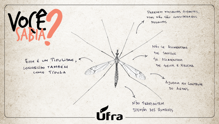 Conheça os Tipulidaes, os “carapanãs gigantes” que ajudam no controle ...