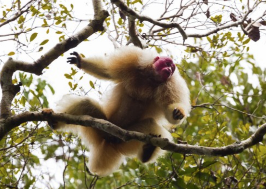 Macacos Da Floresta Amazonica Janela Para Salvar Biodiversidade Está