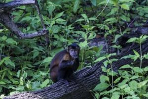 Conheça espécies de macacos que só são encontradas na Amazônia - Portal ...