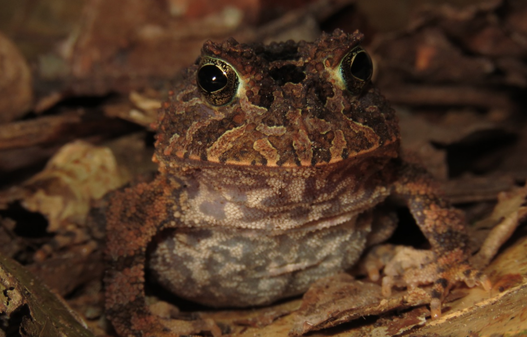 Nova espécie de sapo é encontrada no Sul da Amazônia, o Sapo Korekore ...