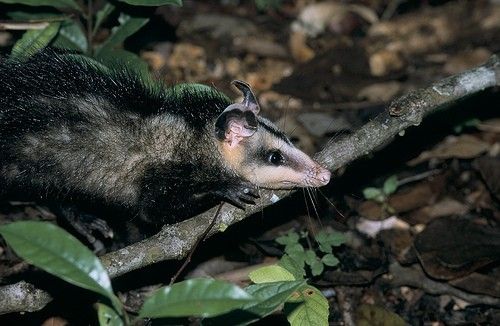 Conheça a 'Mucura'; animal importante na manutenção da biodiversidade e ...