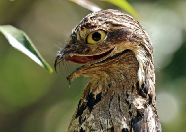 Urutau - Portal Amazônia