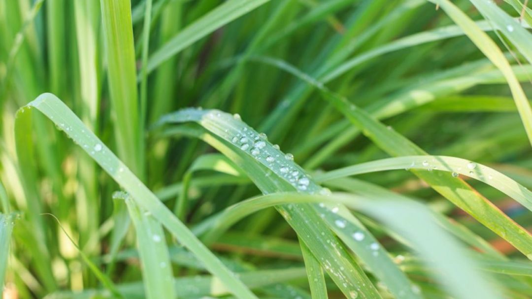 Capim-santo: a planta medicinal que auxilia no tratamento de ...