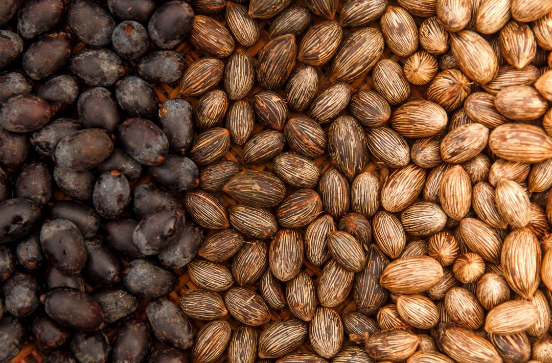 Óleo de Patauá: saiba tudo sobre o ''azeite amazônico" que faz o cabelo ...