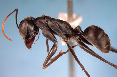 Conheça 7 espécies de formigas raras encontradas na Amazônia - Portal ...