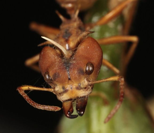 Formigas Zumbis Zumbis Reais Na Natureça | Biohistórias