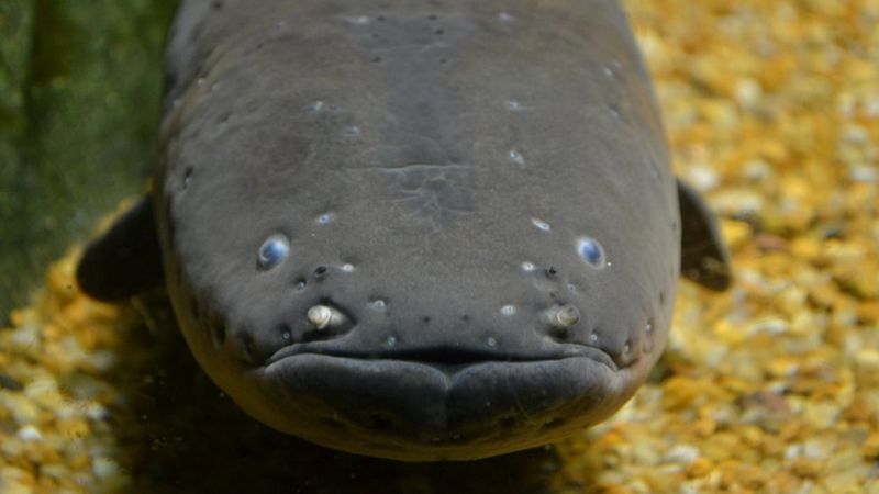 Choque maior que de uma tomada? Conheça características curiosas de 3 ...