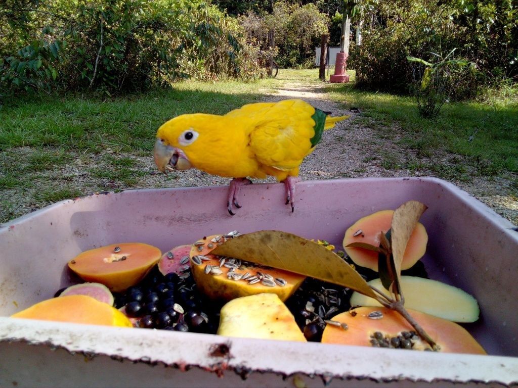 Conheça as ararajubas: aves endêmicas da região amazônica que estão ...