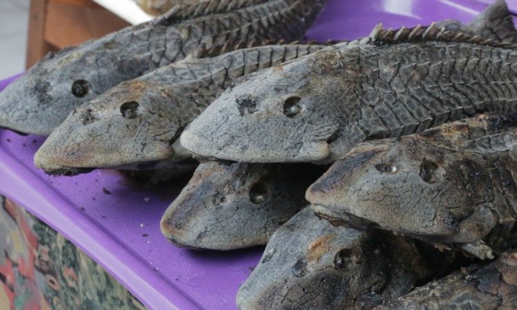 Confira receitas que usam o bodó como base principal - Portal Amazônia