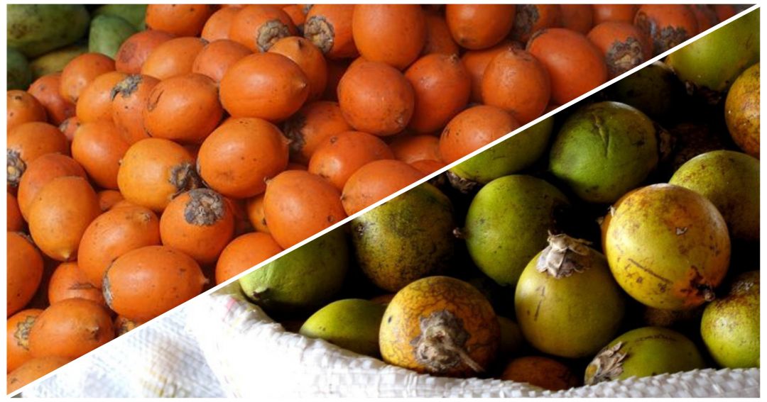 Saiba qual a diferença entre o tucumã-do-Amazonas e tucumã-do-Pará ...