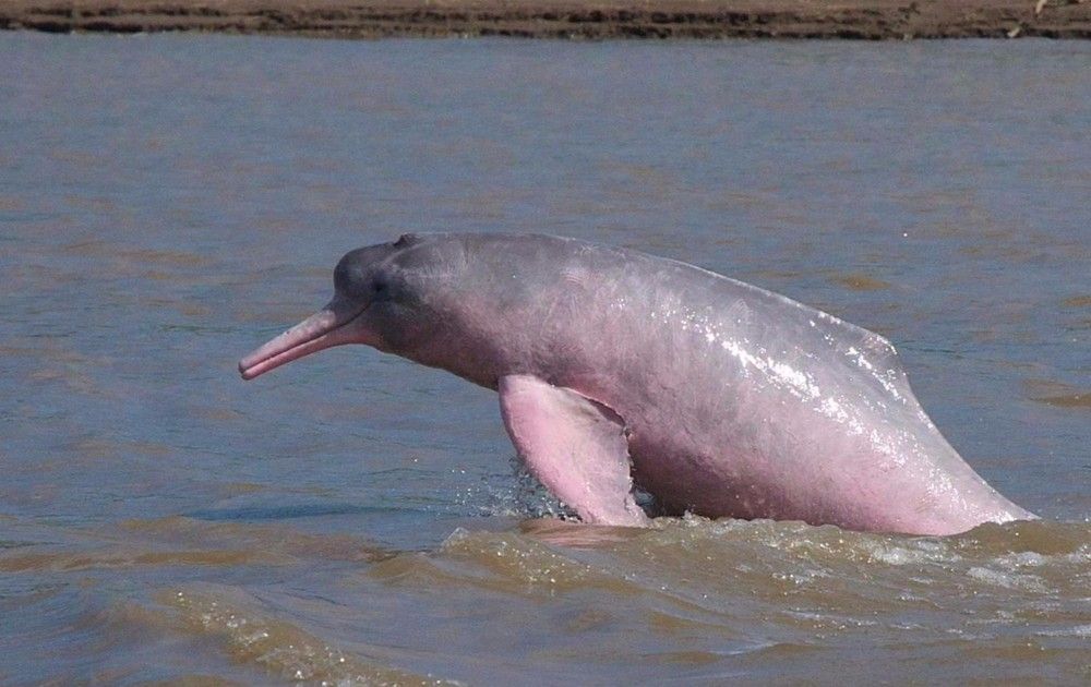 Portal Amazônia responde: boto é peixe? - Portal Amazônia