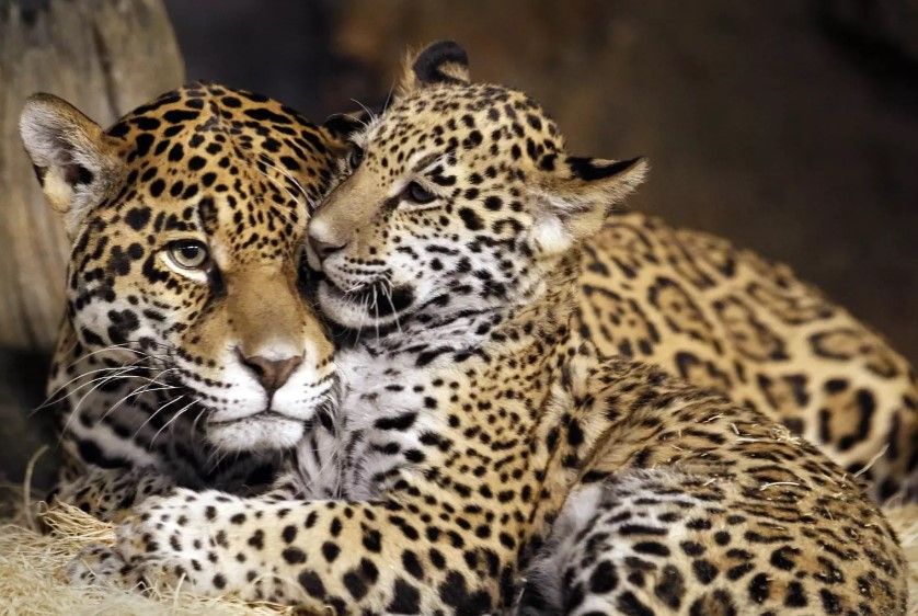 Portal Amazônia responde: como as onças ensinam seus filhotes a ...