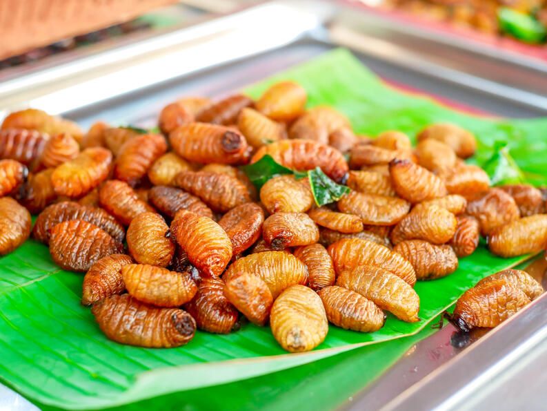Mojojoys, gongos ou tapurus: as larvas usadas na culinária indígena na ...