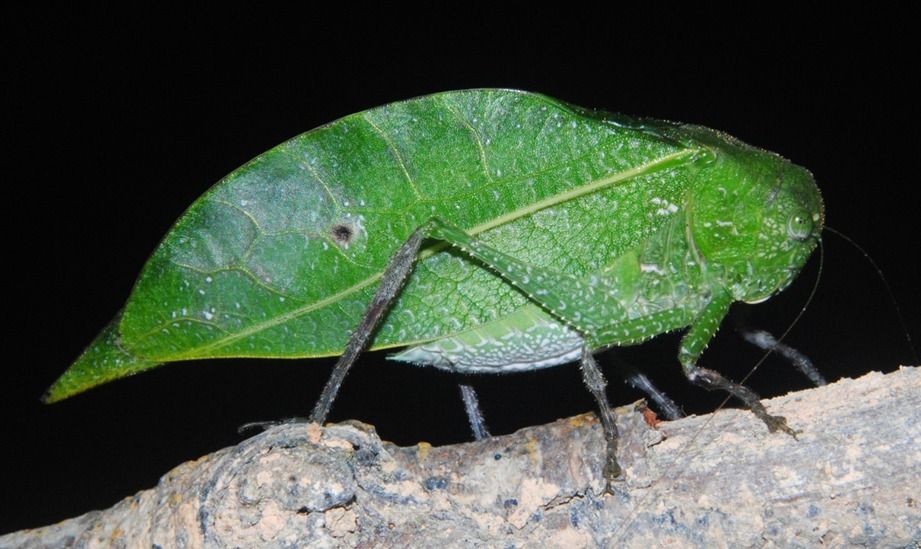 Anuário de descobertas de insetos inédito no Brasil é fundamental para ...