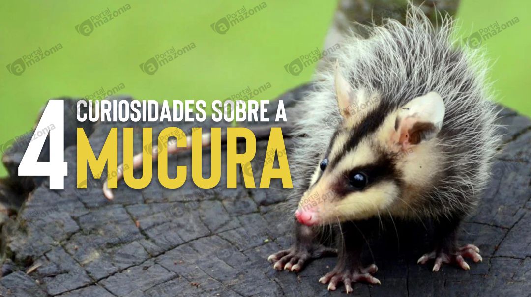 4 curiosidades sobre as mucuras, os gambás da Amazônia - Portal Amazônia