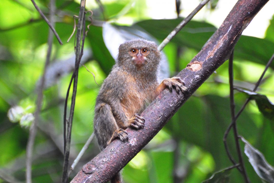 Menor macaco do mundo vive na Amazônia: conheça o sagui-pigmeu - Portal ...