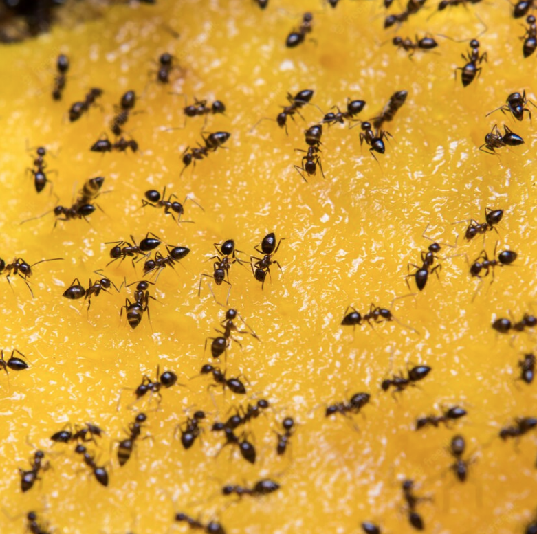 Portal Amazônia responde: comer formiga "faz bem pra vista"? - Portal ...