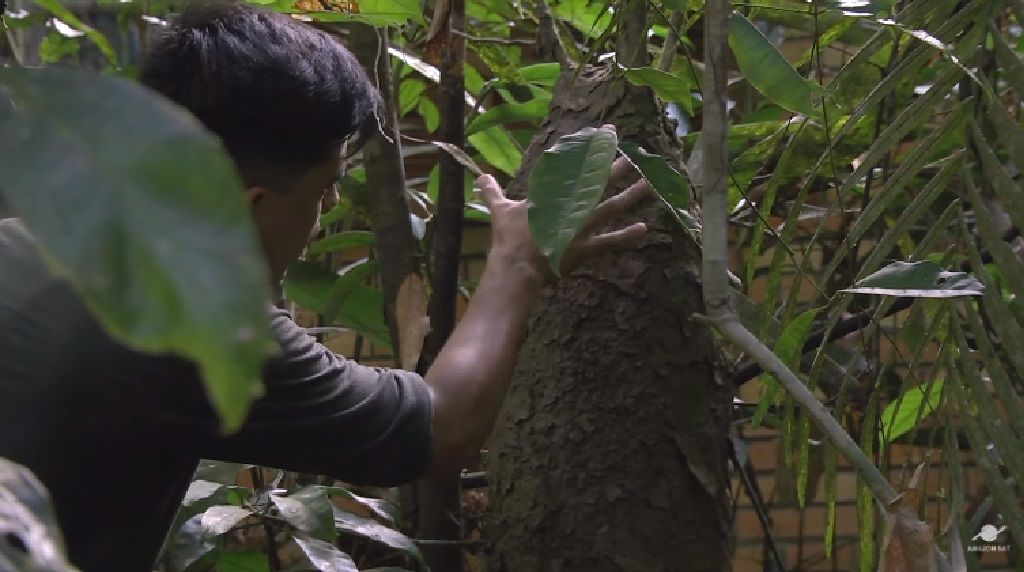 Formigas Tapiba podem ser usadas como repelente natural - Portal Amazônia