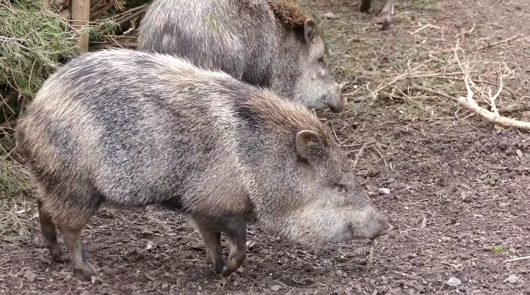 Conheça as características dos porcos do mato - Portal Amazônia