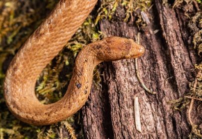 Nova espécie de jiboia é descoberta na Amazônia equatoriana - Portal ...
