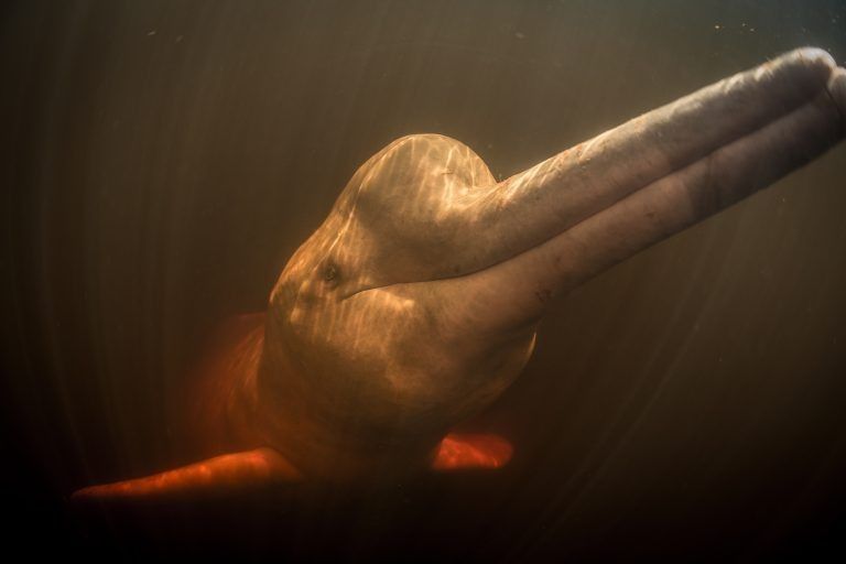 Você conhece a lenda do boto? Confira os causos que envolvem esse ...