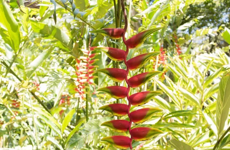 Plantas Da Selva Amazonica Cuáles Son Las Plantas Más Comunes En La