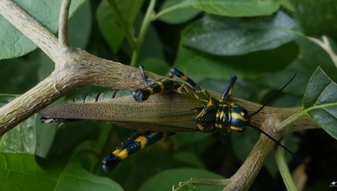 Curiosidades sobre o inseto conhecido como 'Esperança' - Portal Amazônia