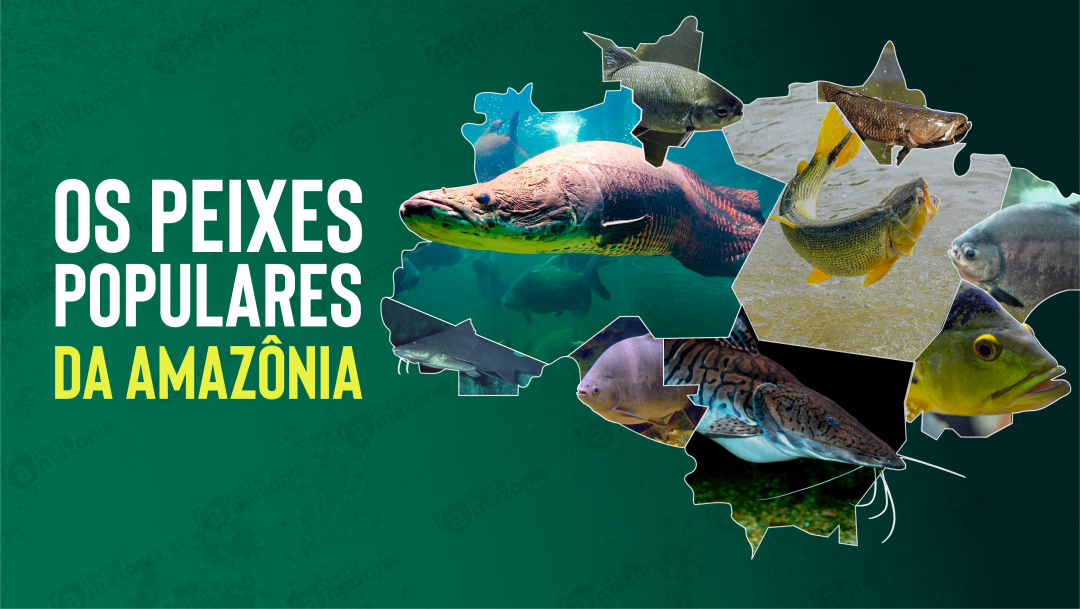 Conheça curiosidades sobre nove peixes da Amazônia - Portal Amazônia