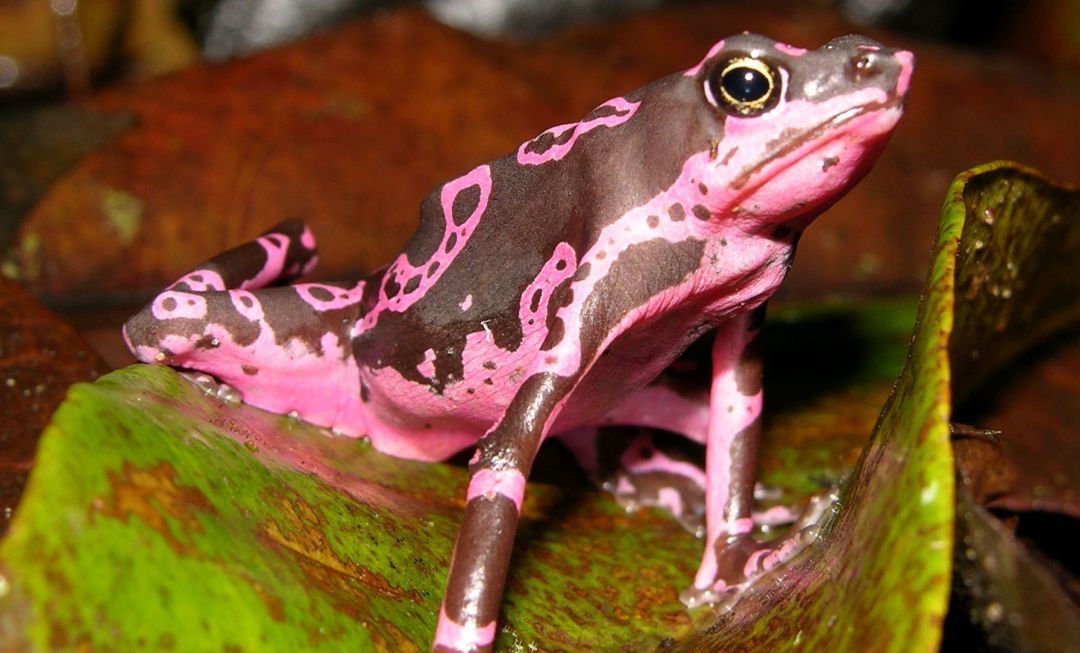 Mundo Barbie: 4 espécies de animais amazônicos que também "vestem" a ...