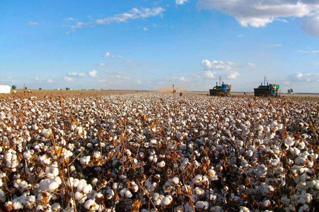 Desmatamento cresceu 37% no Matopiba em 2022, informa MapBiomas Alerta ...