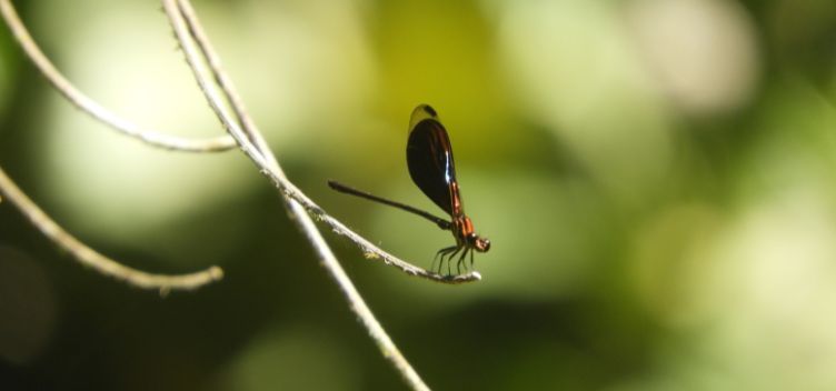 Insetos aquáticos são importantes bioindicadores e anunciam mudanças ...