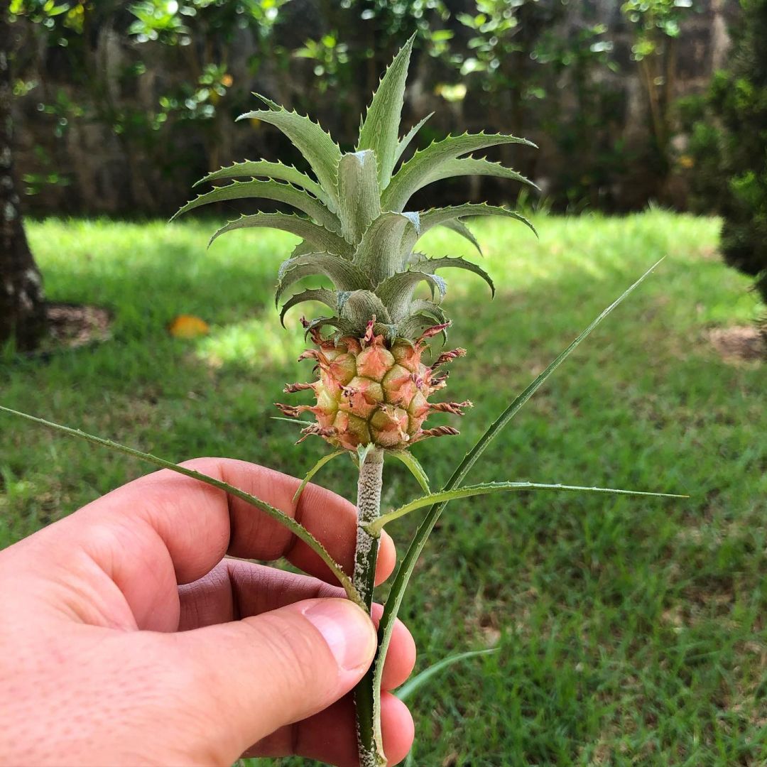 Curauá: fibra do "mini-abacaxi" é usada até na indústria ...