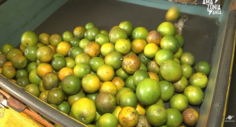 Laranja Pera Rio, a mais cultivada no Amazonas - Portal Amazônia