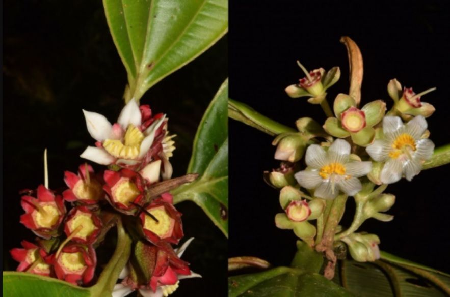 7 novas espécies de plantas são encontradas na Amazônia peruana ...
