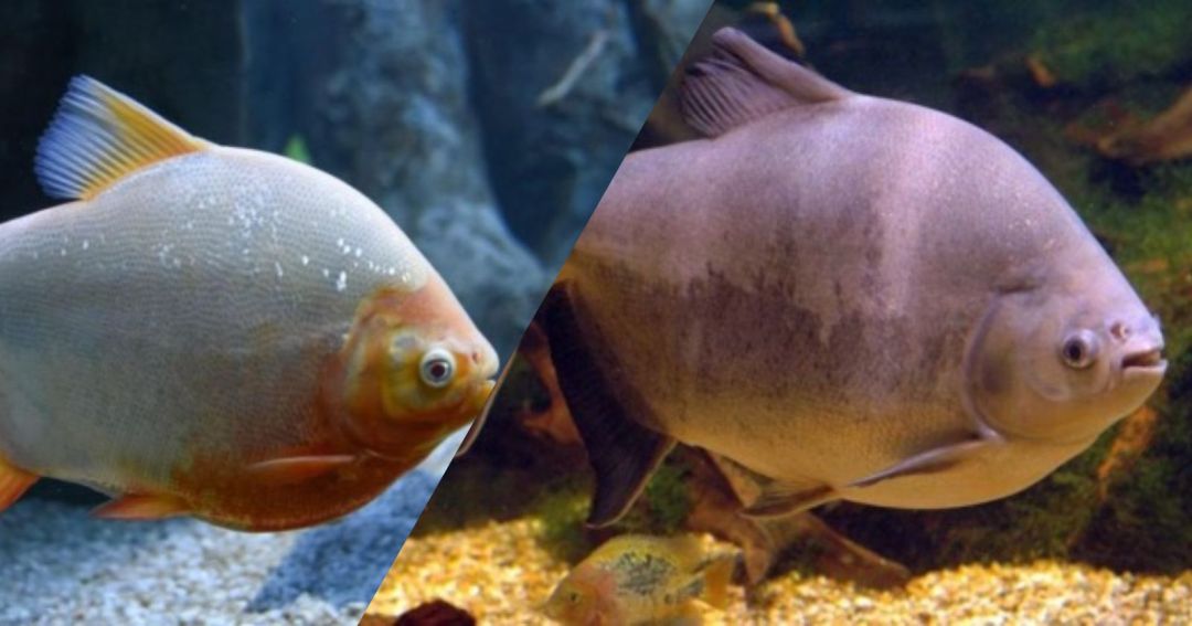 Portal Amazônia Responde: por que não existe pacu na Amazônia? - Portal ...