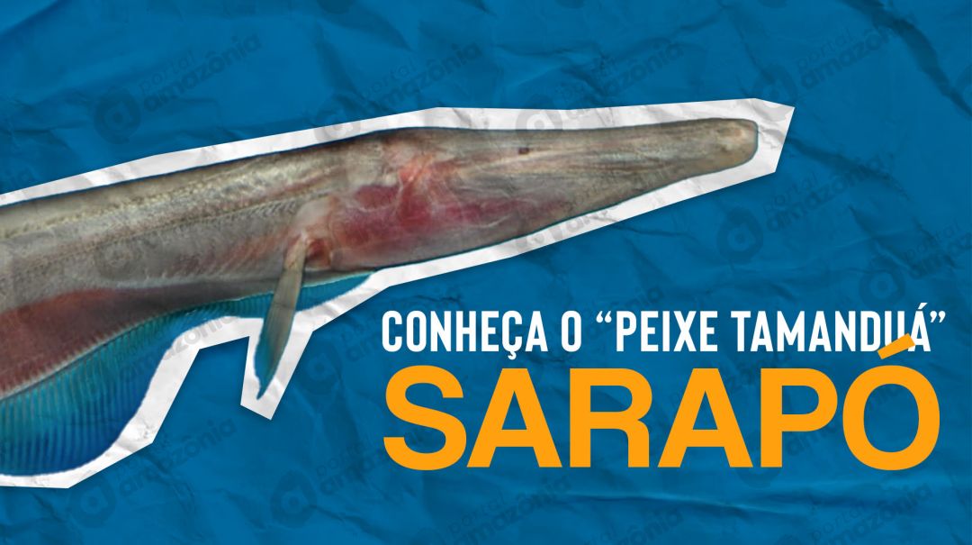 Sarapó, o peixe que possui um "focinho" que lembra o tamanduá - Portal ...
