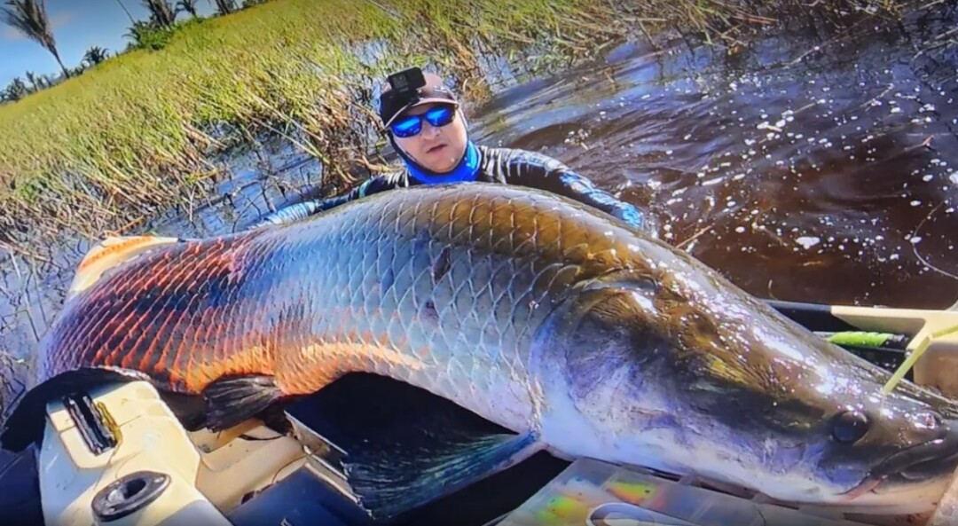 Pescador captura maior surubim de lenha em Rondônia e bate recorde ...