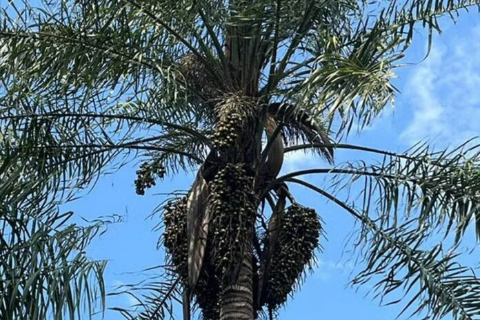 Conheça a macaúba, 'ouro' da Amazônia que pode gerar seis vezes mais ...