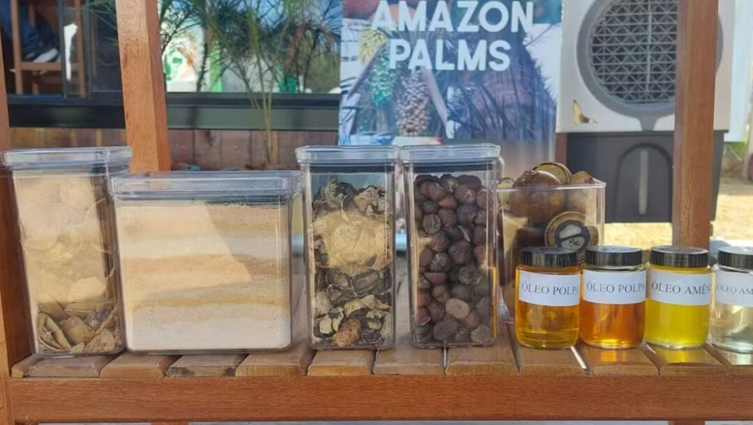 Conheça a macaúba, 'ouro' da Amazônia que pode gerar seis vezes mais ...