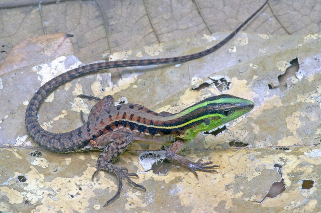 Estudo aponta que animais amazônicos podem utilizar adaptações ...