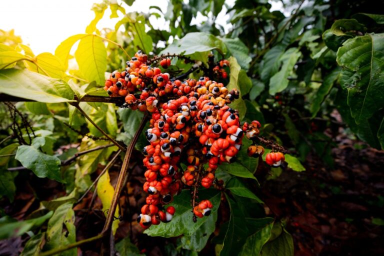Além do sabor: confira os impactos econômicos e culturais do guaraná ...