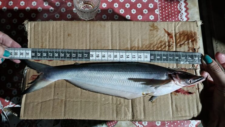 Estudo busca contribuir para garantia reprodutiva do mapará