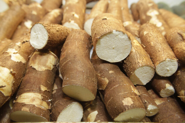 Mandioca é usada no desenvolvimento de alimentação animal no Pará