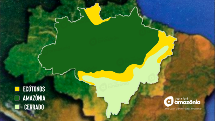 Portal Amazônia responde: o que são os ecótonos? - Portal Amazônia