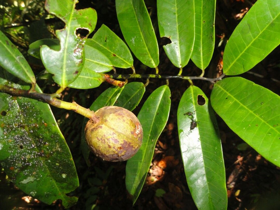 Portal Amazônia responde: o que é o paricá?