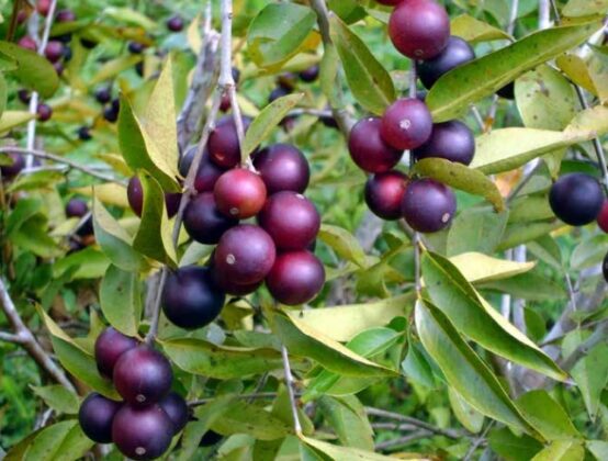 Superfrutas da Amazônia: Camu-camu, campeã da vitamina C