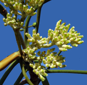 Mapati: a uva amazônica rica em nutrientes