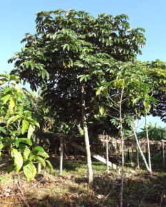Mapati: a uva amazônica rica em nutrientes