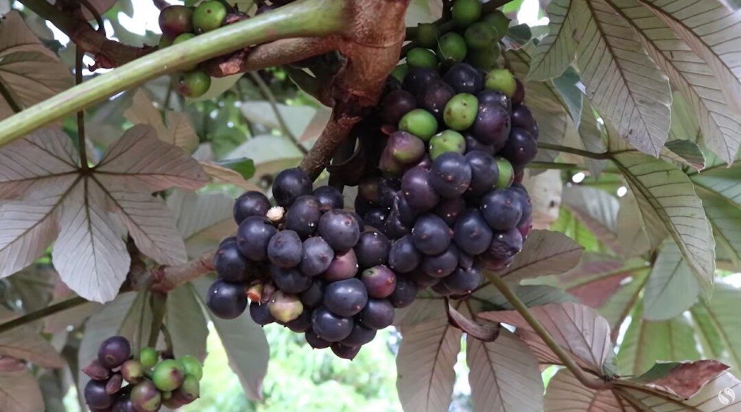 Mapati: a uva amazônica rica em nutrientes